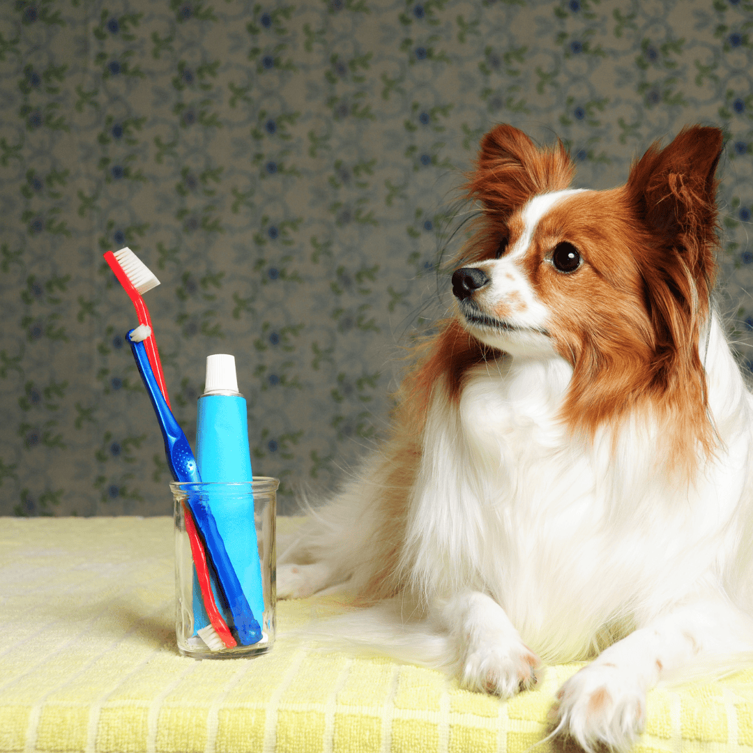 Can I clean my pet's teeth at home?
